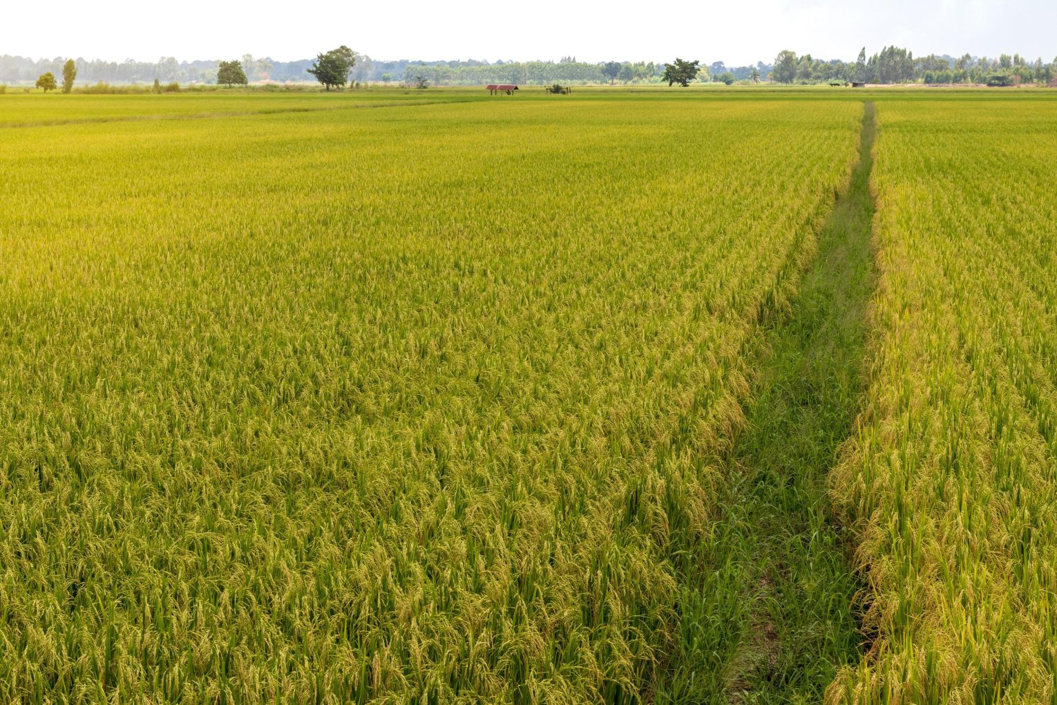 Requirements for Rice Farming: A Complete Guide for Successful Rice ...